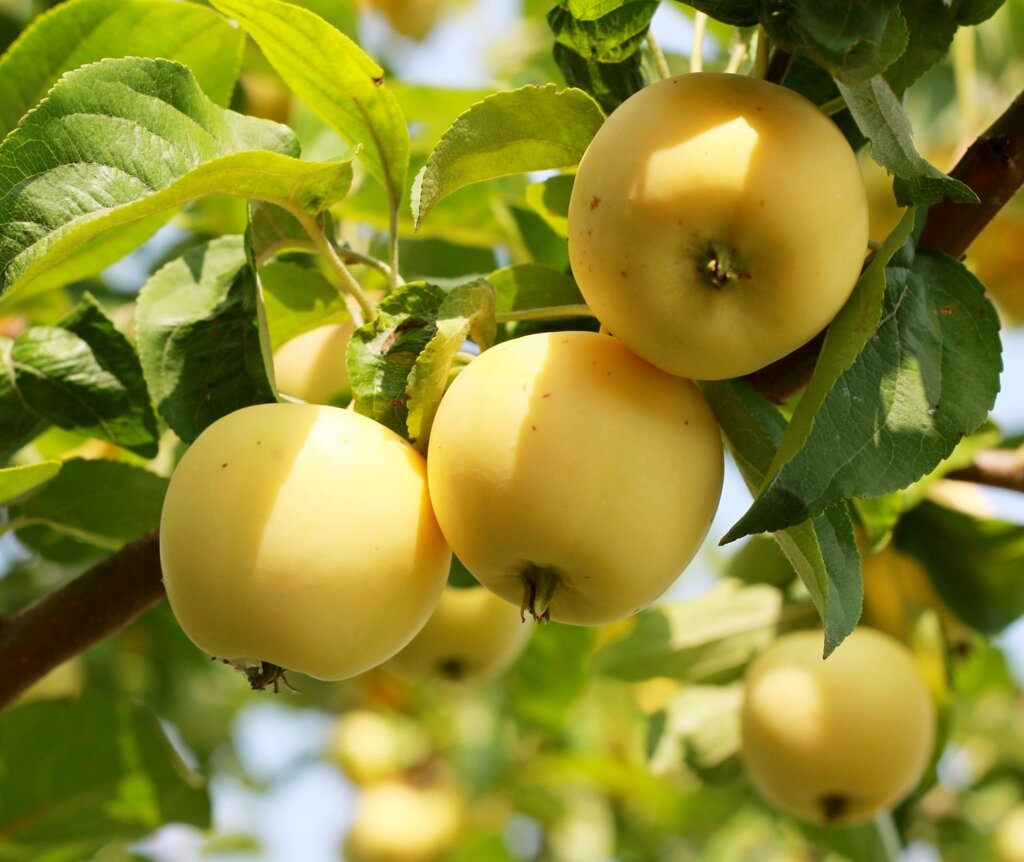 Яблоня Спас Описание Фото – Telegraph